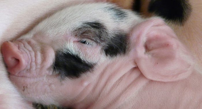Looking after Animals