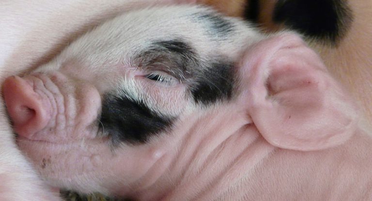 Looking after Animals | The Coutryside Education Trust